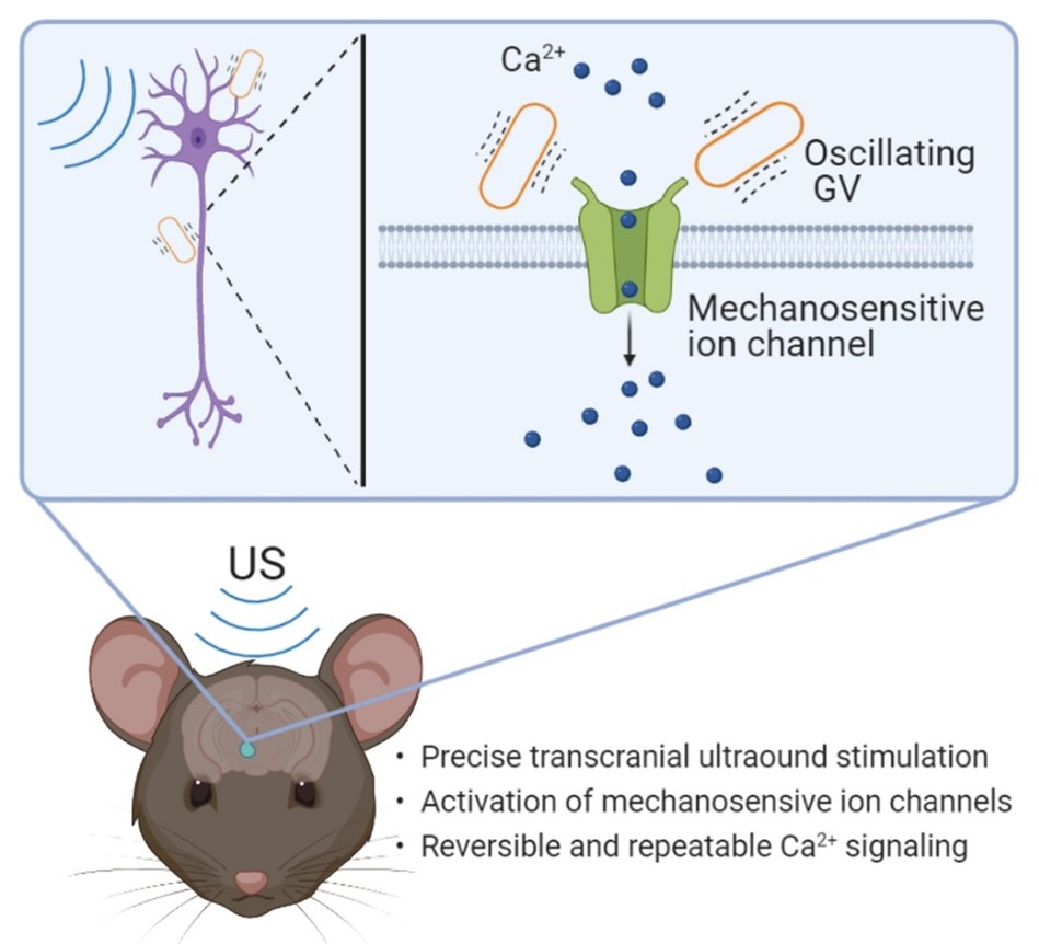 A New Method for Using Ultrasound Neuromodulation in Deep Regions of ...