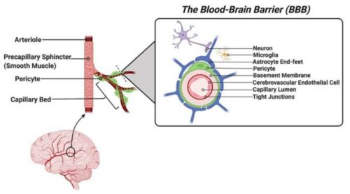 Standardization of Focused Ultrasound–Induced Blood-Brain Barrier (BBB) Opening: A Systematic ...
