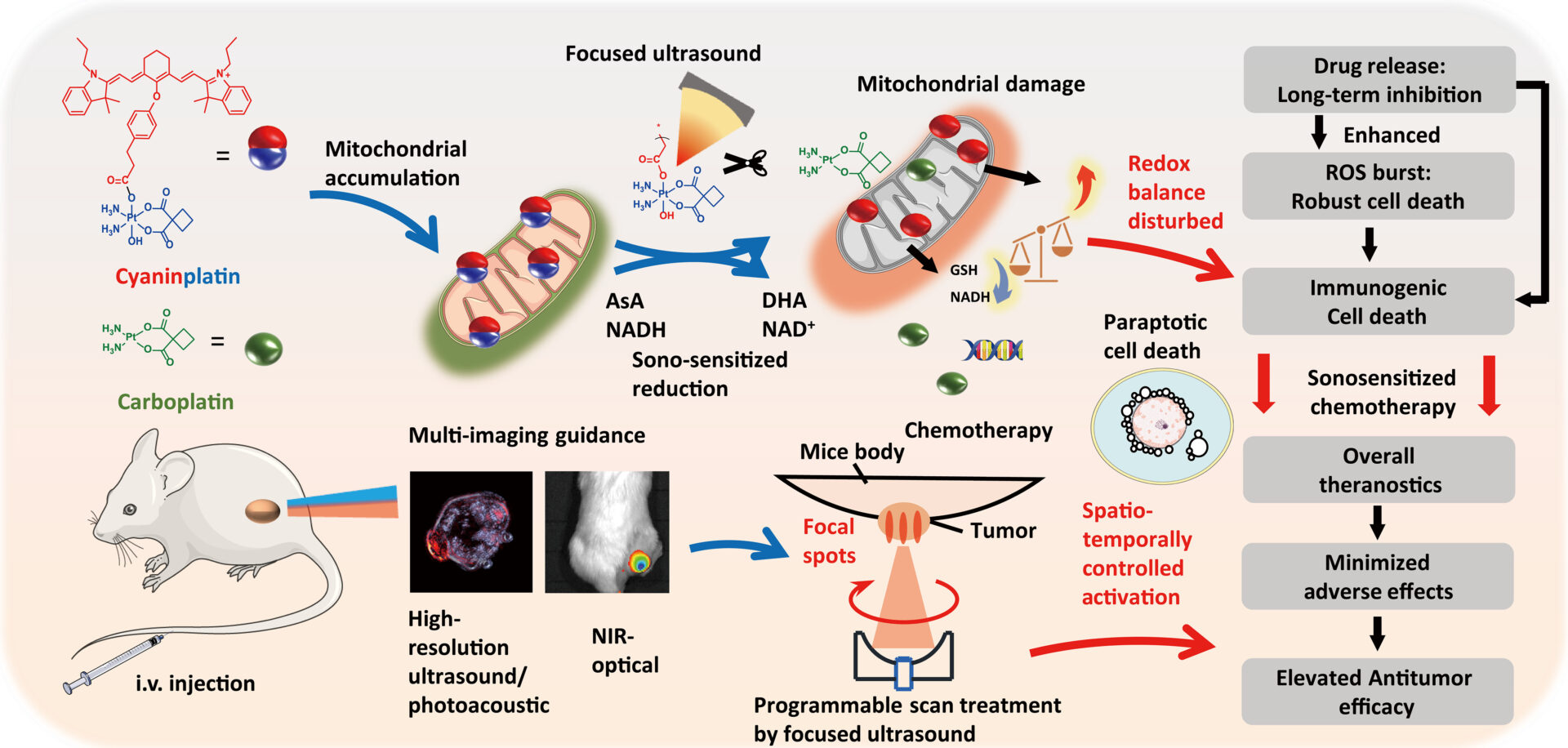 Focused Ultrasound Helps Sono-Sensitized Chemotherapy Reach and Treat ...